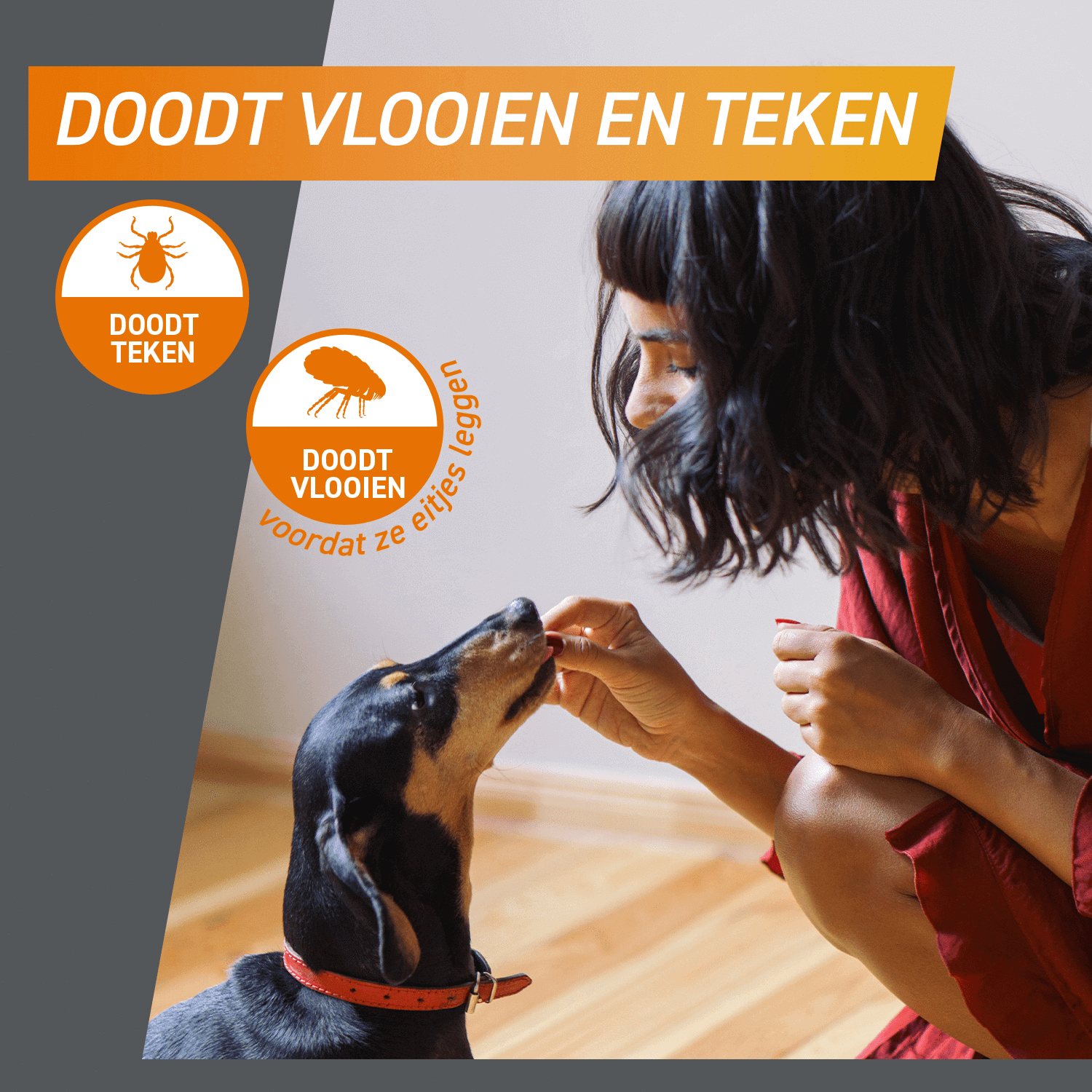 FRONTPRO Kautabletten kaufen? - DrPetcare.de - Ihre online Tierapotheke!